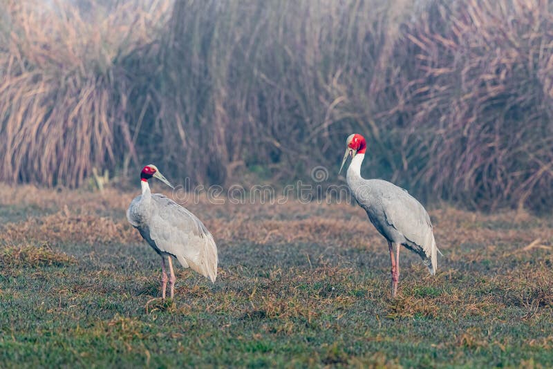 A pair of Sarus Crane stock image. Image of environment - 282234569
