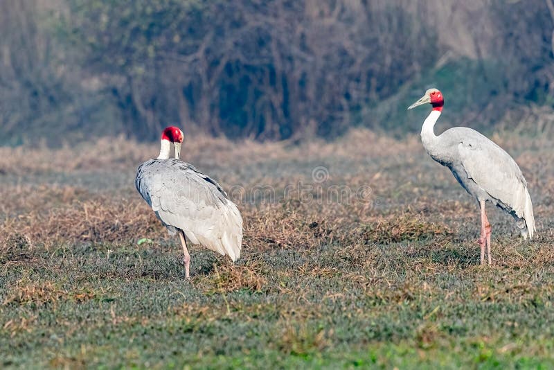 A Pair of Sarus Crane stock image. Image of green, couple - 281962921