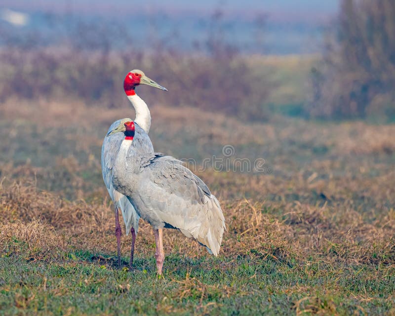 A pair of Sarus Crane stock image. Image of heritage - 282514833