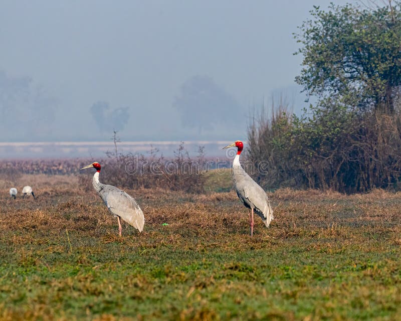 A pair of Sarus Crane stock image. Image of wing, bird - 282234531