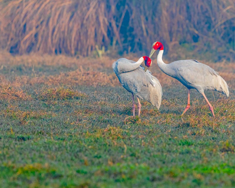 A pair of Sarus crane stock image. Image of pair, bird - 282514901