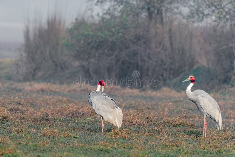 A Pair of Sarus Crane One Preening Stock Photo - Image of young, prayer ...