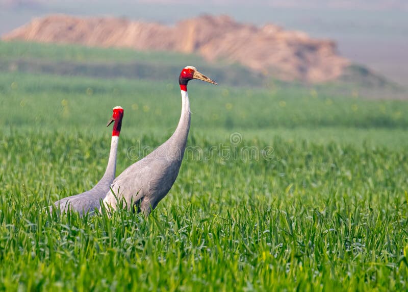 A Pair of Sarus Crane Roaming Stock Image - Image of colourful, crane ...