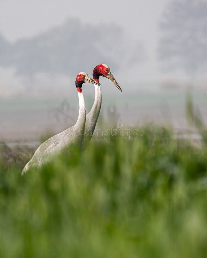 A Pair of Sarus Crane Strolling Stock Photo - Image of animal, zoology ...