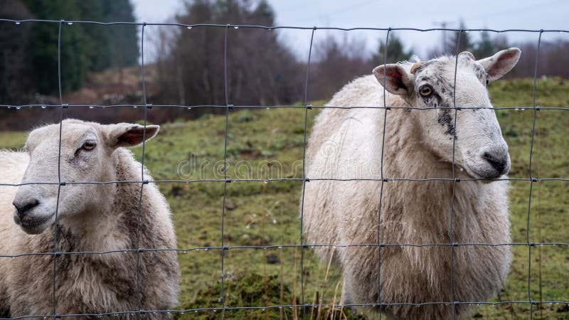 A Close Up of a Scottish Female Ewe Sheep Looking through a Wire Fence ...
