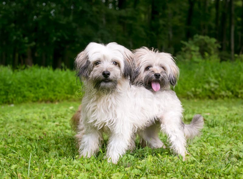 A Pair of Scruffy Terrier Mixed Breed Dogs Standing Together Stock ...