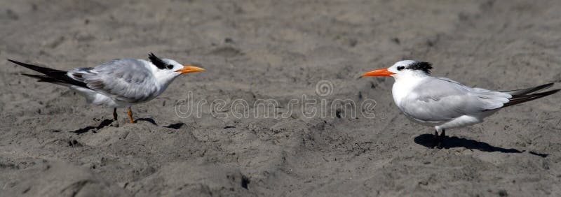 A Pair of Sea Birds - Royal Terns in San Diego Stock Photo - Image of ...