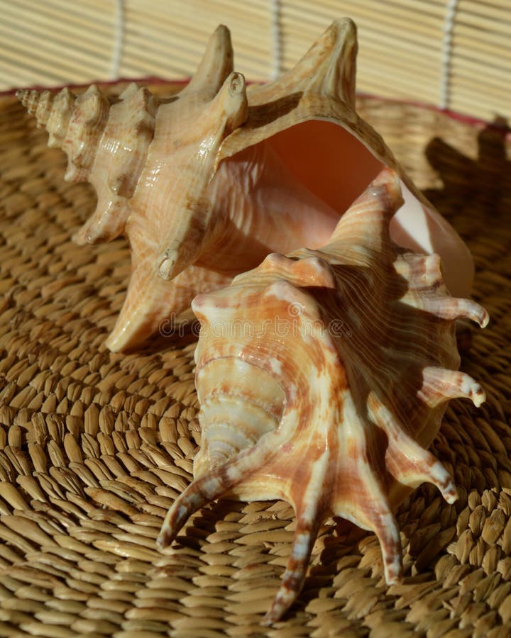 Pair of sea shells stock image. Image of cuba, life, bottom - 74010965