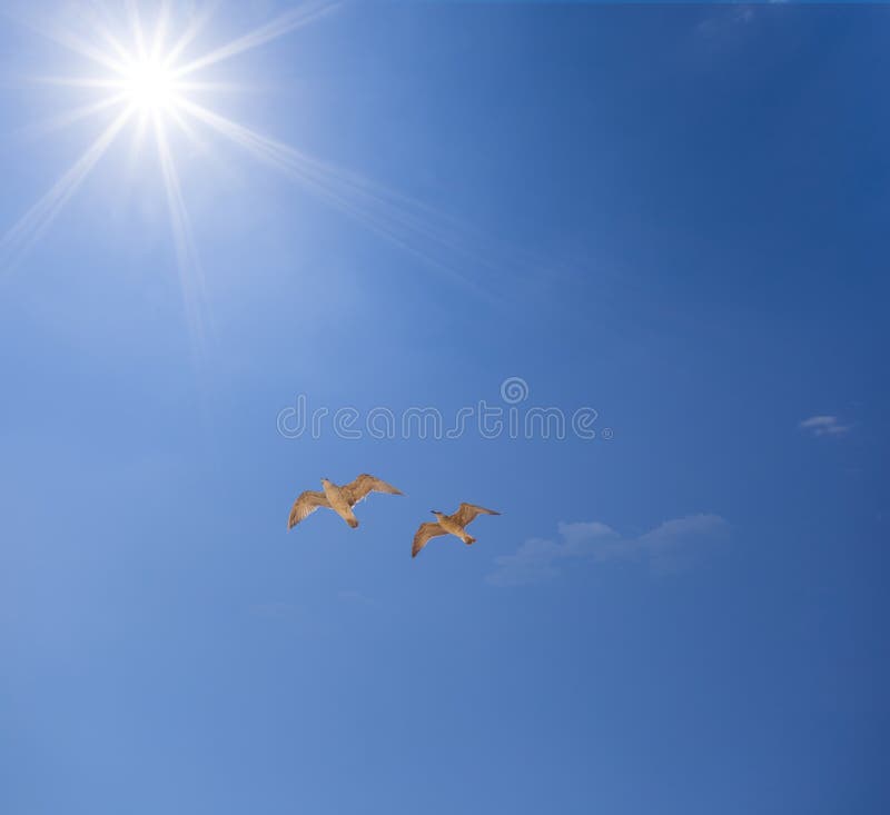 Seagull Flying Over a Sky in Light of Sparkle Sun Stock Image - Image of light, sunbeam: 260580923