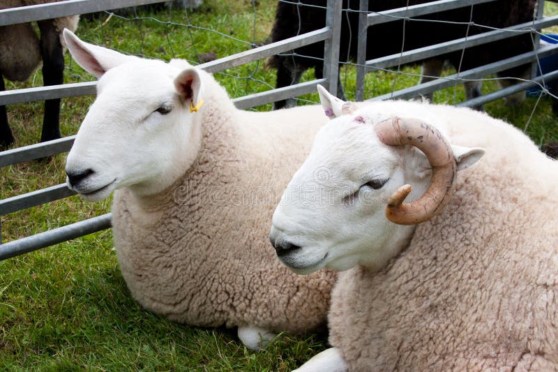 Pair of Sheep at Agricultural Show Stock Image - Image of horn, fence ...