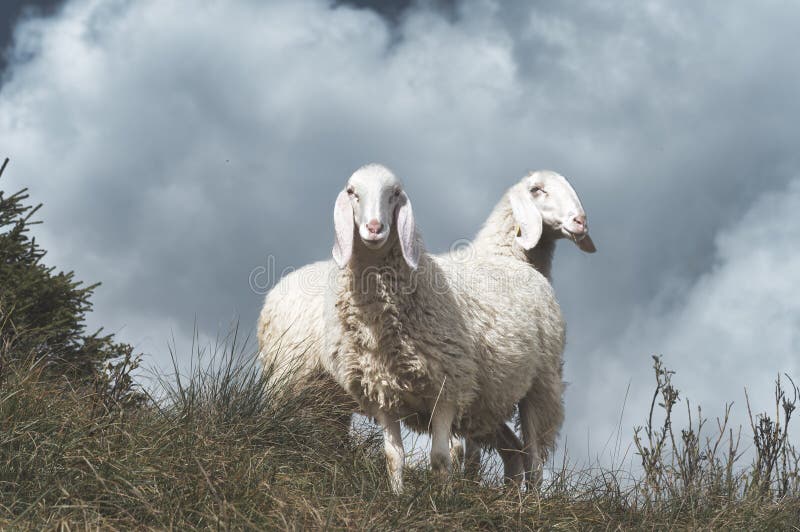 Pair of sheep grazing stock photo. Image of nature, livestock - 338448656