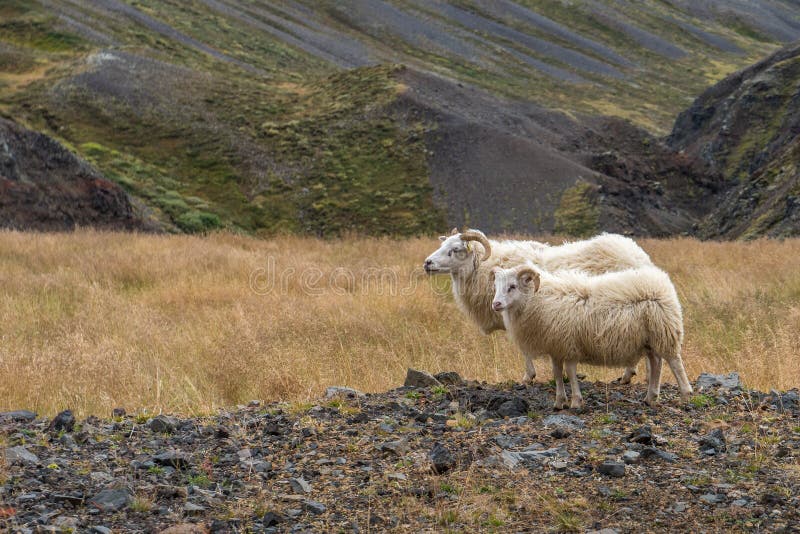 Pair of Sheep stock image. Image of landscape, wool, grass - 80070225