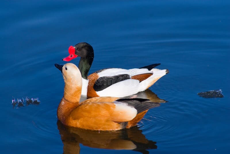 A pair of shelducks stock photo. Image of blue, circles - 15558682