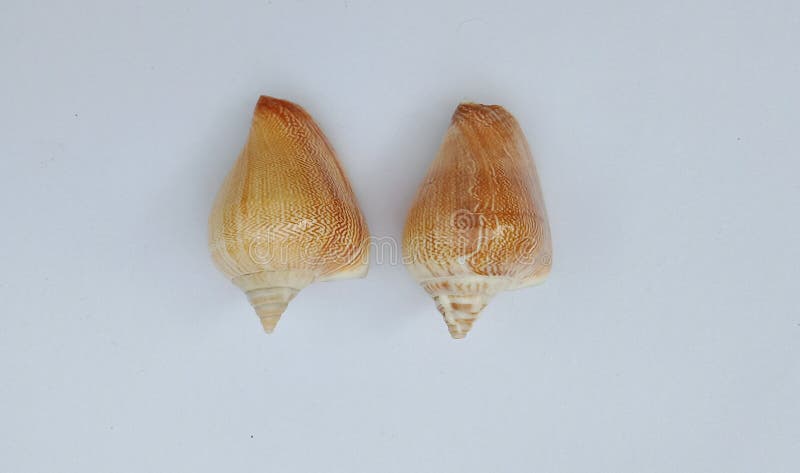 Pair of Shells with Grey Textured Background Wallpaper, Stock Photo ...