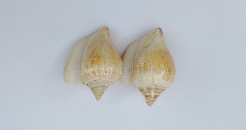 Pair of Shells with Grey Textured Background Wallpaper, Stock Photo ...