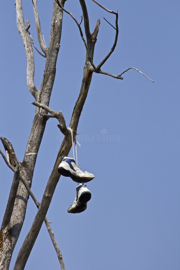 Pair of Shoes Hanging on Tree Branches Stock Image - Image of outdoors ...