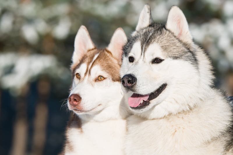 Pair of Siberian Husky at Winter Stock Image - Image of pedigree ...
