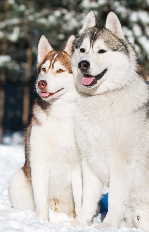 Pair of Siberian Husky at Winter Stock Photo - Image of coat, breed ...