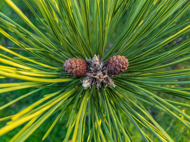 A Pair of Small Cones at the End of a Pine Branch Stock Photo - Image ...