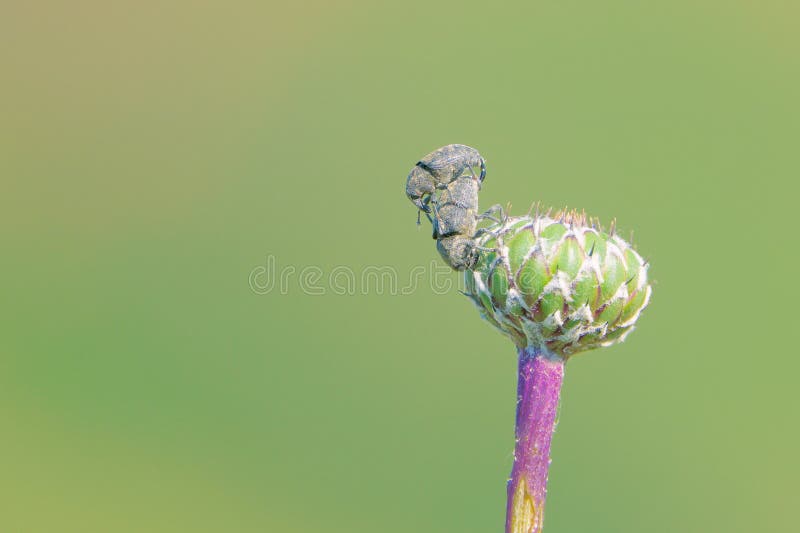 Mating weevil stock image. Image of beetle, mating, nature - 271859847