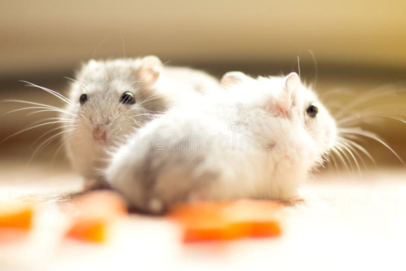 Small Jungar Hamster on a Table with Barley Spikelets Stock Image ...