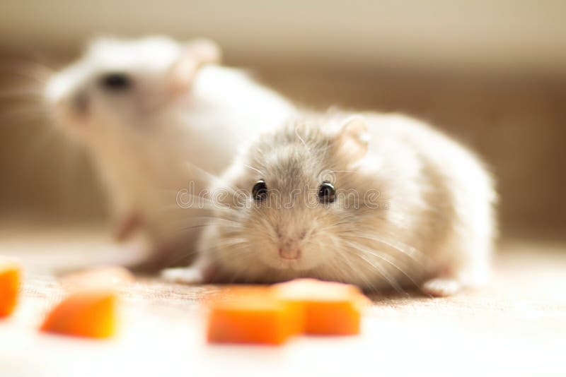 A Pair of Small Hamster Jungar Stock Photo - Image of grain, junggar ...