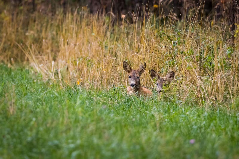 Pair of Small Roe Deer Hiding in the Green Grass in the Field Stock ...