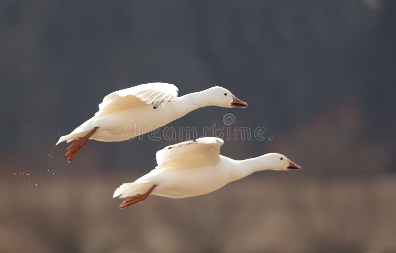 A Pair of Geese Flying Together. Stock Photo - Image of greylag, close ...