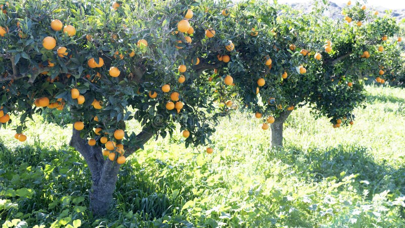 Orange tree 2 stock image. Image of agriculture, andalusia - 169203323