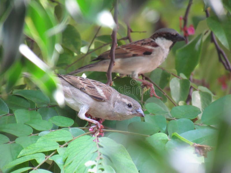 Pair Sparrow Perched on Branch (front Focus) Stock Image - Image of ...