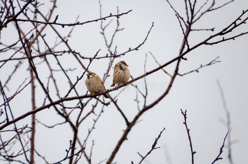 Pair Sparrows Resting Bare Winter Branch Stock Photos - Free & Royalty ...