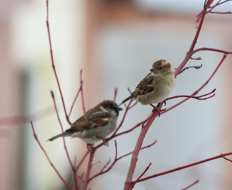 Pair of Sparrows Sitting on a Red Twig Stock Image - Image of sparrrows ...