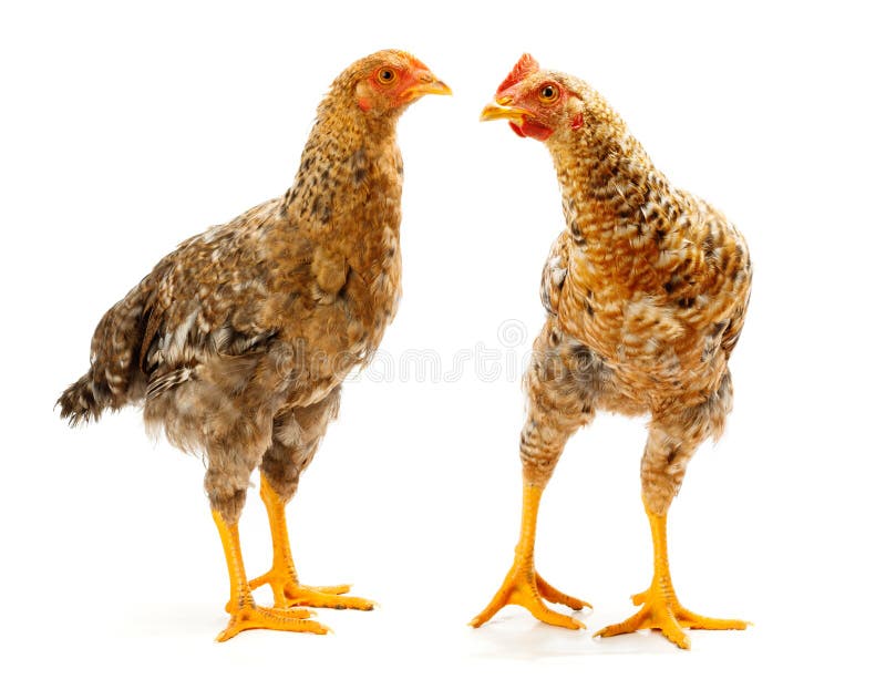 Pair of Speckled Pullets Standing on White Stock Photo - Image of ...