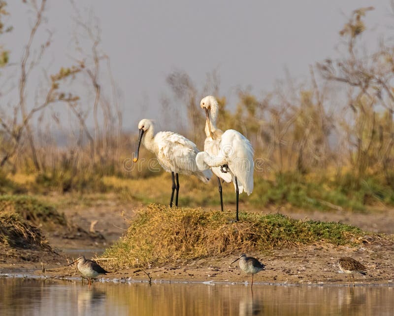 A Pair of Spoon Billed Resting Stock Image - Image of medium, greater ...
