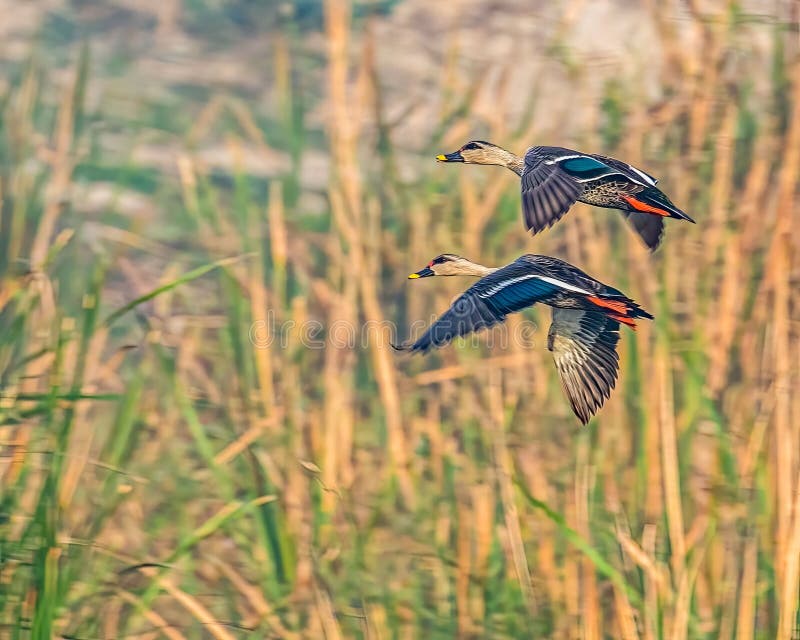 A Pair of Spotted Bill Duck in Air Stock Photo - Image of closeup ...