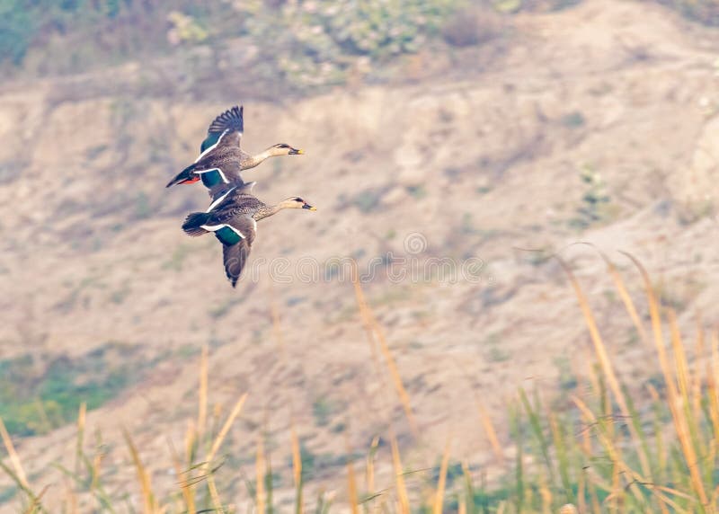 A Pair of Spotted Bill Ducks Side by Side Stock Photo - Image of blue ...