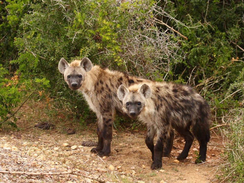 Pair of Spotted Hyenas. stock image. Image of look, crocuta - 11986721