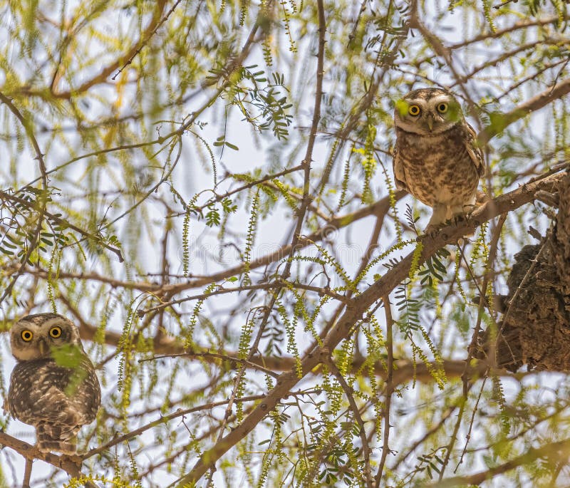 A Pair of Spotted Owls Resting on a Tree Stock Photo - Image of keeping ...
