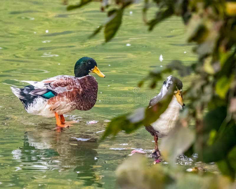 Pair of spotted owl stock image. Image of duck, dripped - 352198209