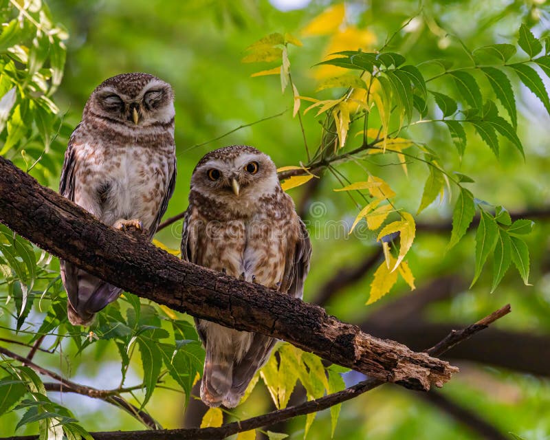 Pair of Spotted Owls Resting on a Tree One Sleeping Other Keeping an ...