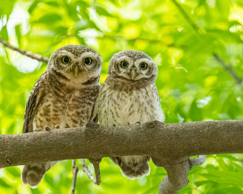 A Pair of spotted owls stock image. Image of park, feather - 280613029
