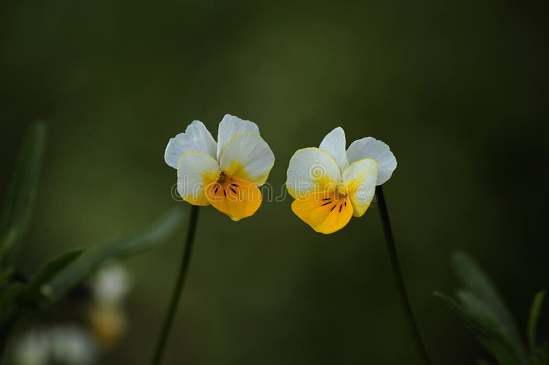 Pair of Spring Pansies Flowers on a Green Background Stock Photo ...