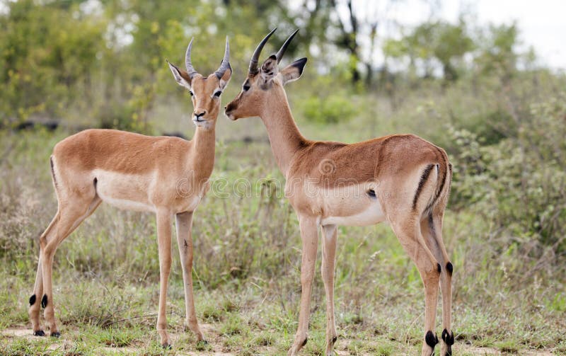 Pair of Springbuck Standing Together Stock Photo - Image of savannah ...