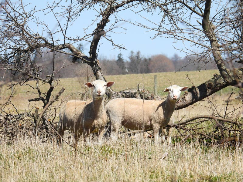 Sheep in NYS FingerLakes Springtime Farm Pasture Stock Photo - Image of ...