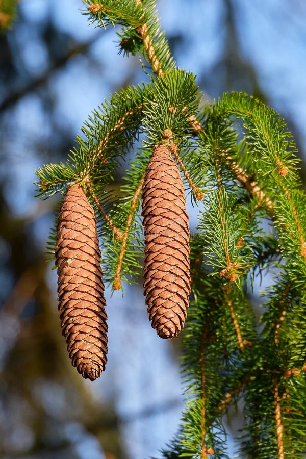 Pair of Spruce tree cones stock image. Image of pinopsida - 240017899