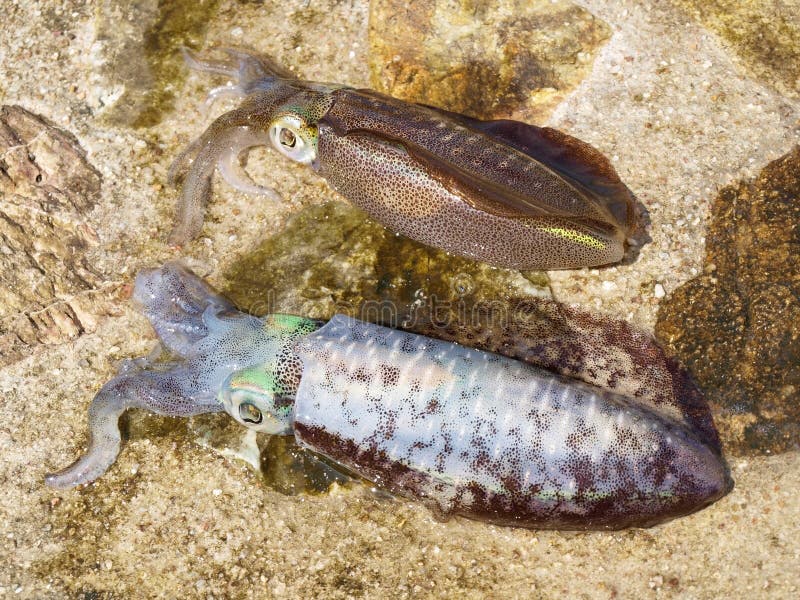 Pair squids stock image. Image of contaminated, life - 28515315