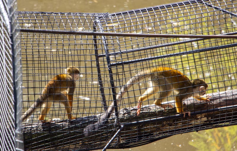 The Pair of the Squirrel Monkey (Saimiri Sciureus) Walk on Tree Over ...