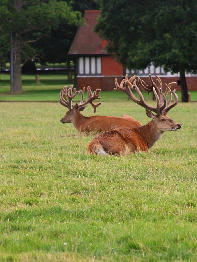 Pair of Stags stock image. Image of stags, laying, animals - 10425741