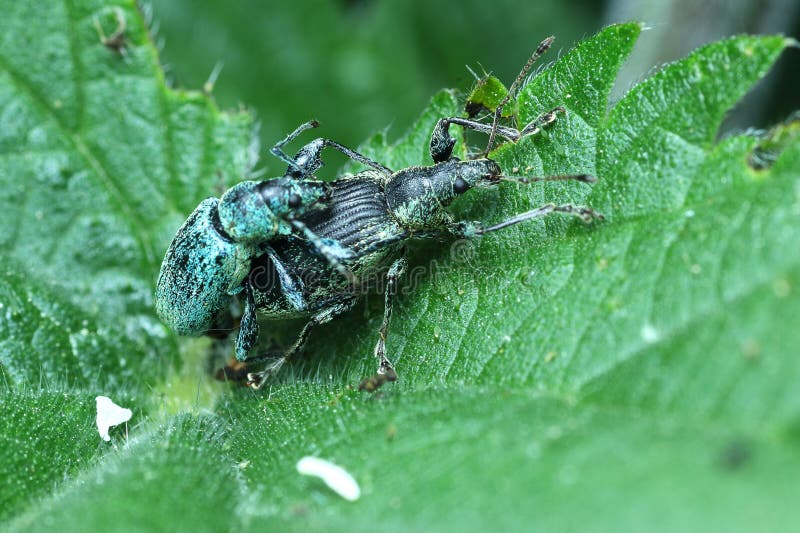 A Pair of Stinging Nettles Copulate Stock Photo - Image of insect ...