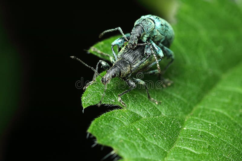 A Pair of Stinging Nettles Copulate Stock Image - Image of macro, blue ...